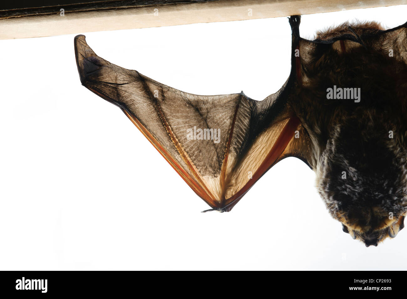 Hairy wing veins hi-res stock photography and images - Alamy