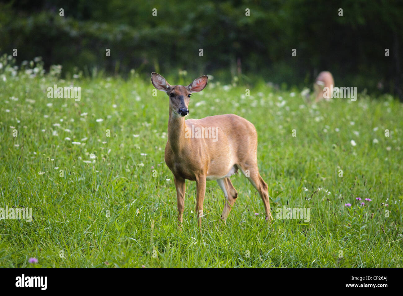 WHITETAIL DEER DOE IN FIELD Stock Photo - Alamy