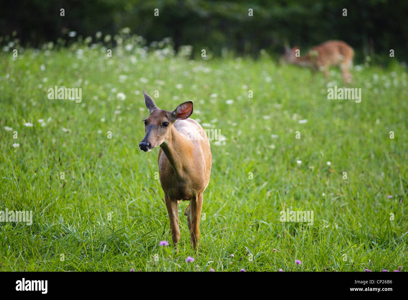 WHITETAIL DEER DOE IN FIELD Stock Photo - Alamy