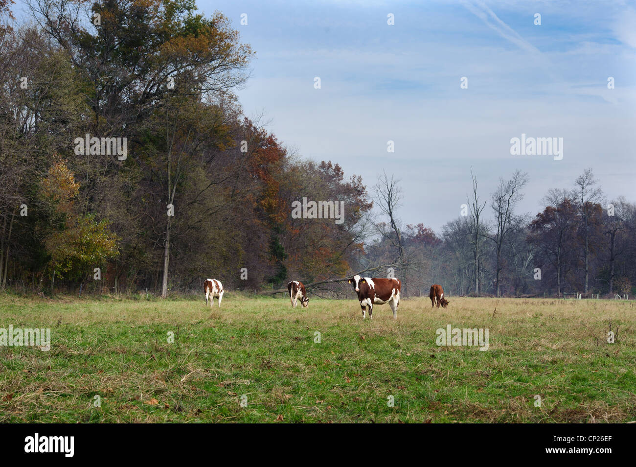 Cattle pasture feeding hi-res stock photography and images - Alamy