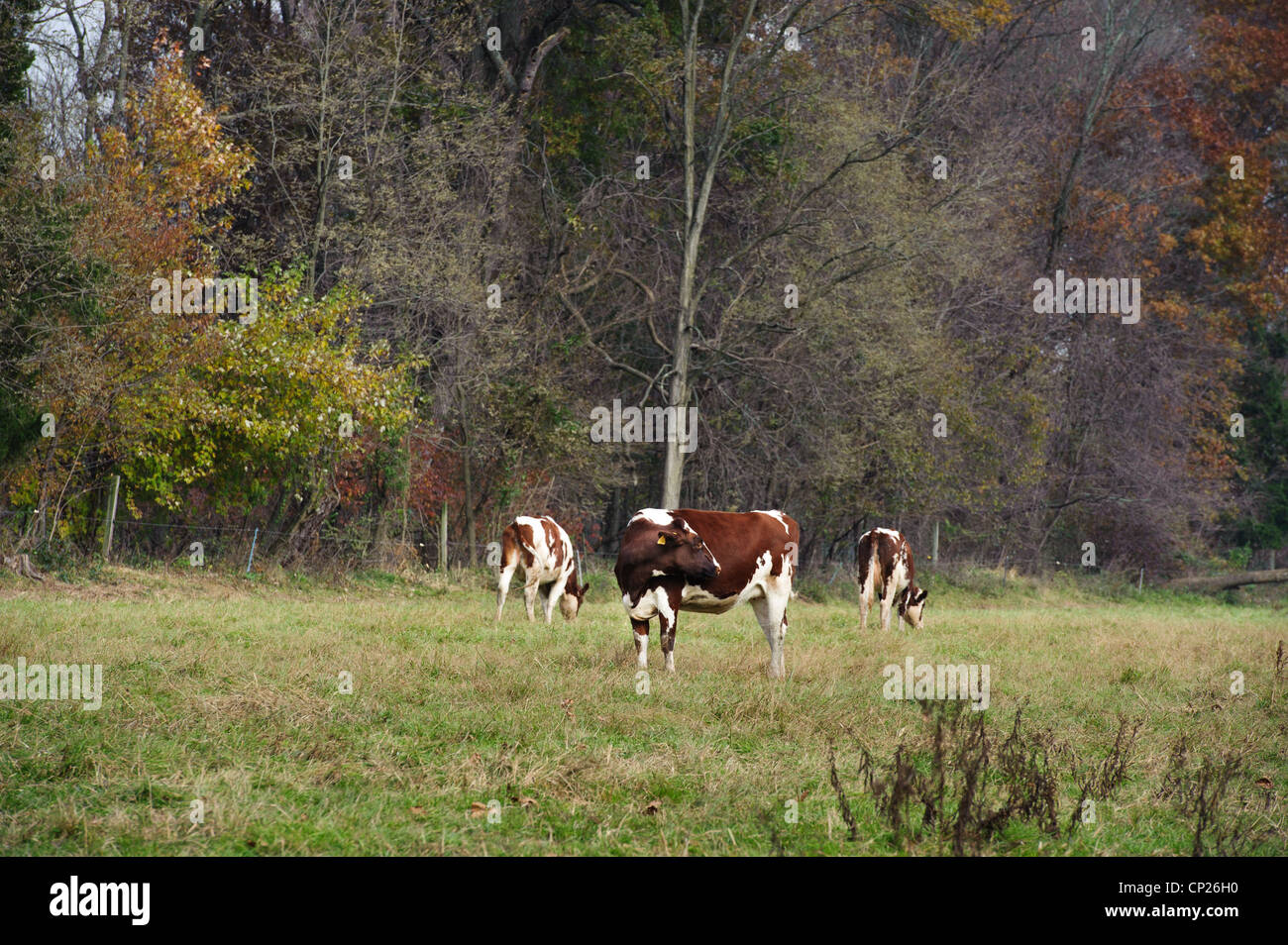 Cattle pasture feeding hi-res stock photography and images - Alamy