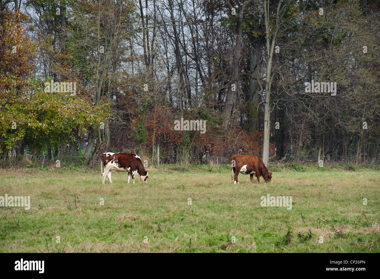 MIXED BREED CATTLE IN FALL PASTURE Stock Photo - Alamy