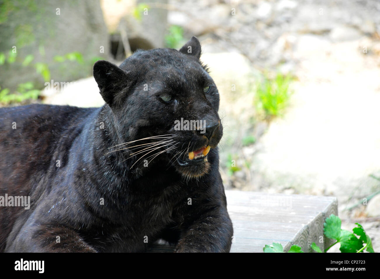 Black leopard hi-res stock photography and images - Alamy