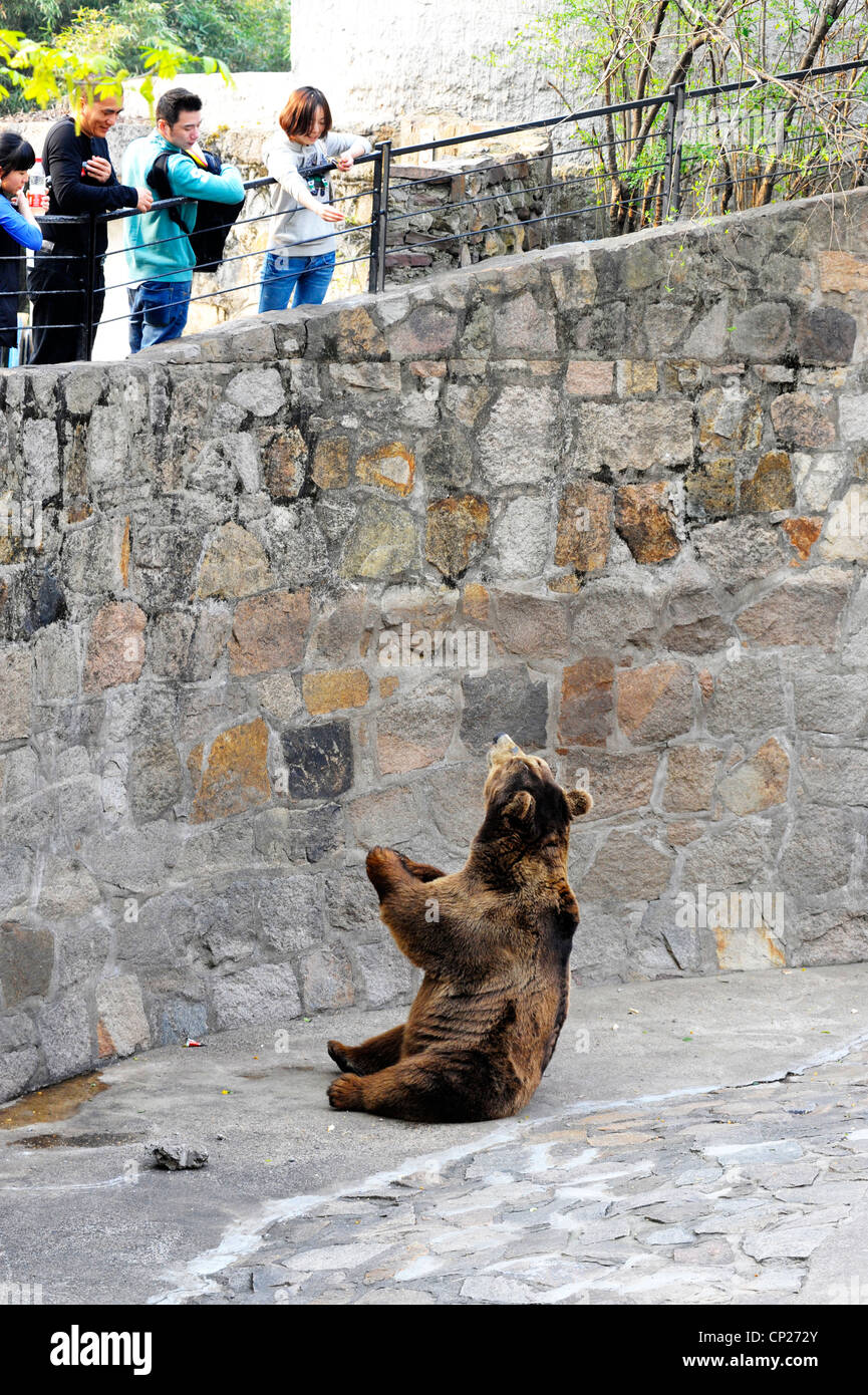 A Brown Bear being fed by visitors to Shanghai Zoo Stock Photo - Alamy