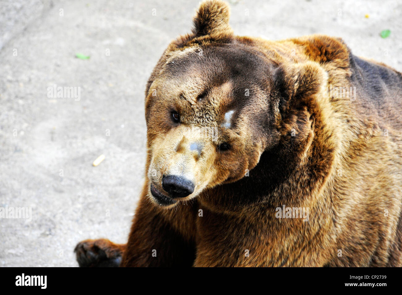Zoo condition hi-res stock photography and images - Alamy