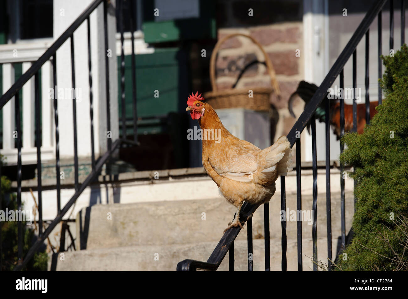 Chicken perched hi-res stock photography and images - Alamy