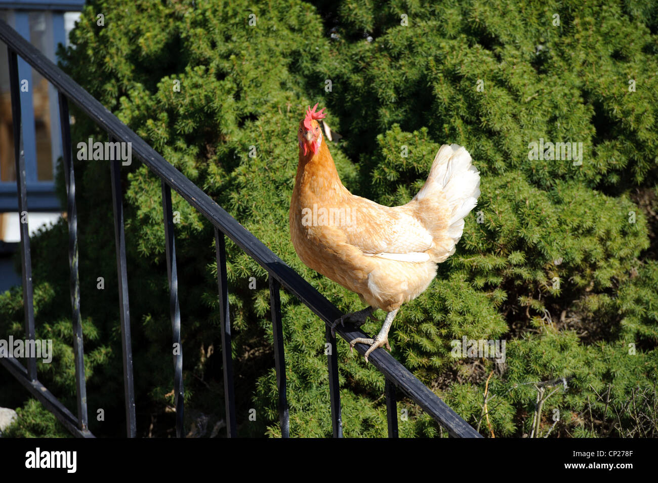 HEN ON HAND RAIL Stock Photo - Alamy