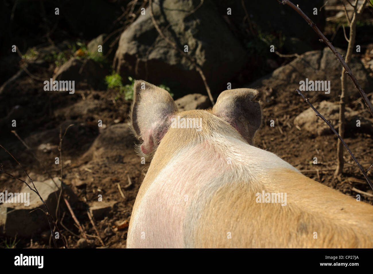 PIG EARS FROM BEHIND Stock Photo - Alamy