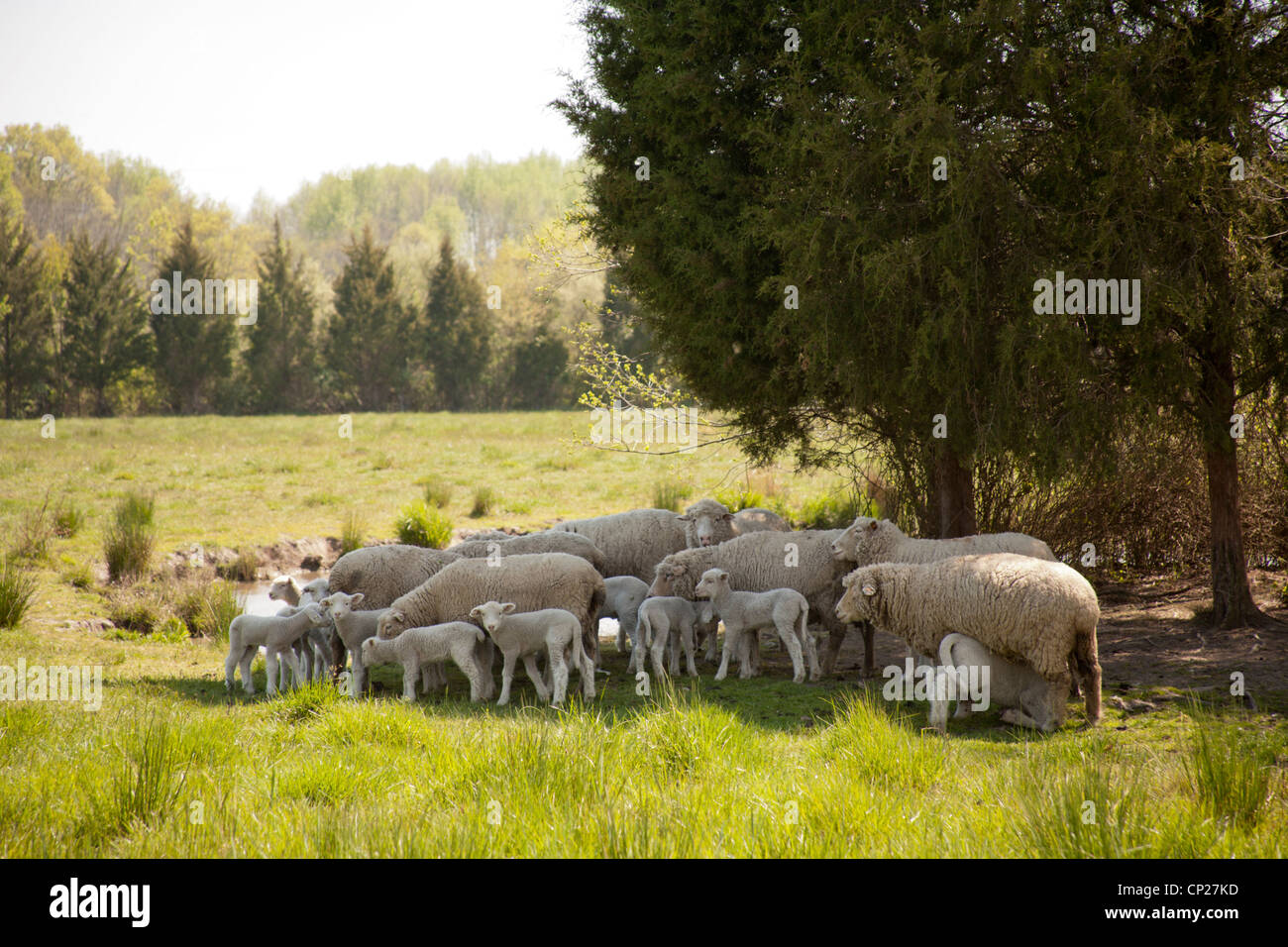 Sheep lambs grazing hi-res stock photography and images - Alamy