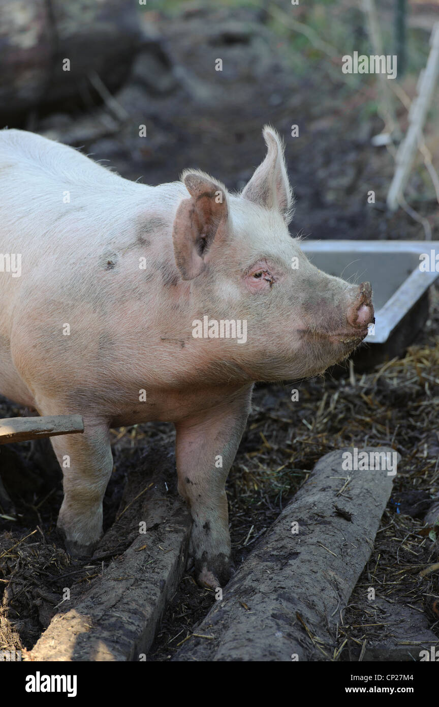 Animal rooting hi-res stock photography and images - Alamy