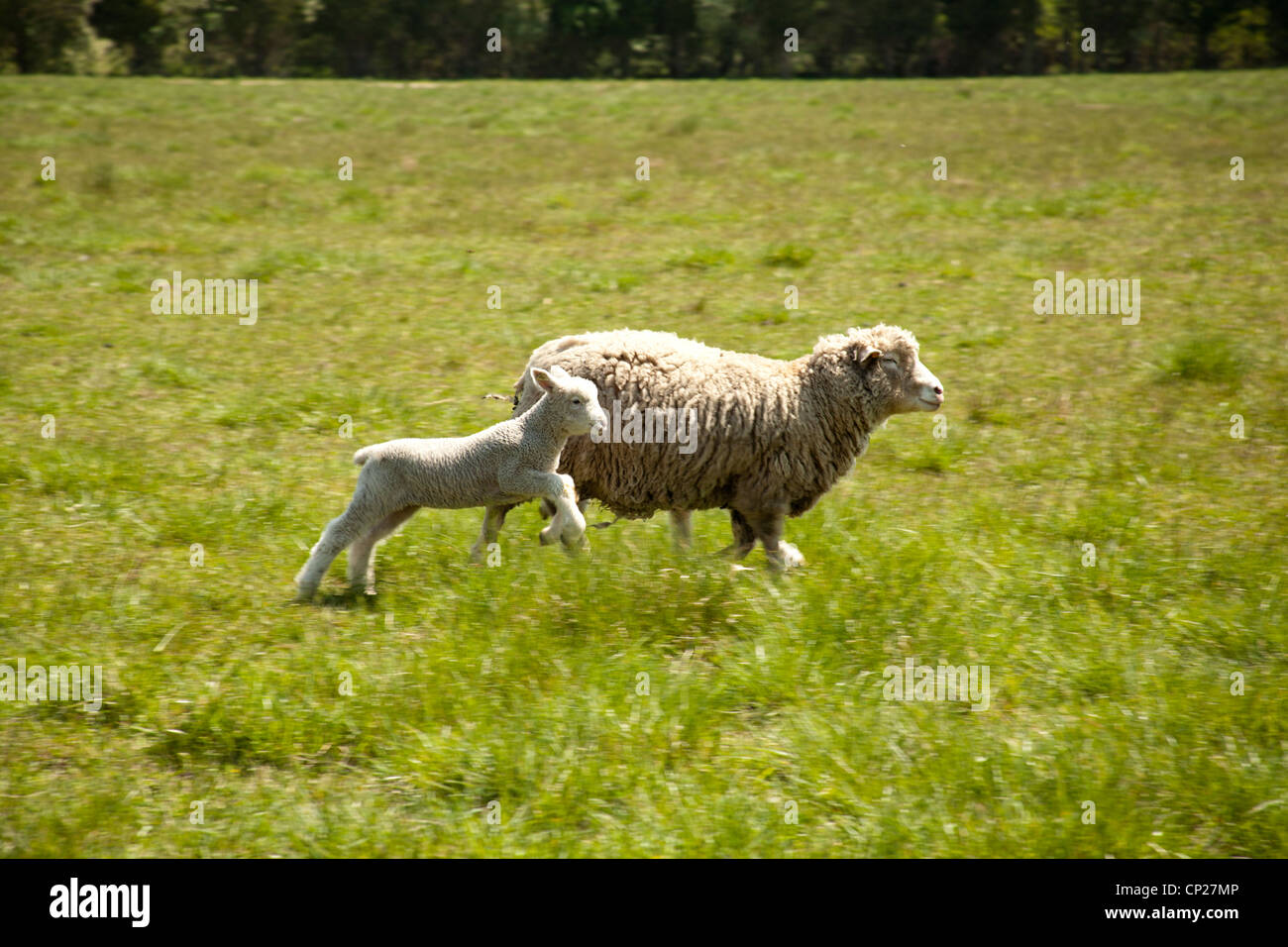 Sheep grazing near Salem, New Jersey, USA Stock Photo - Alamy