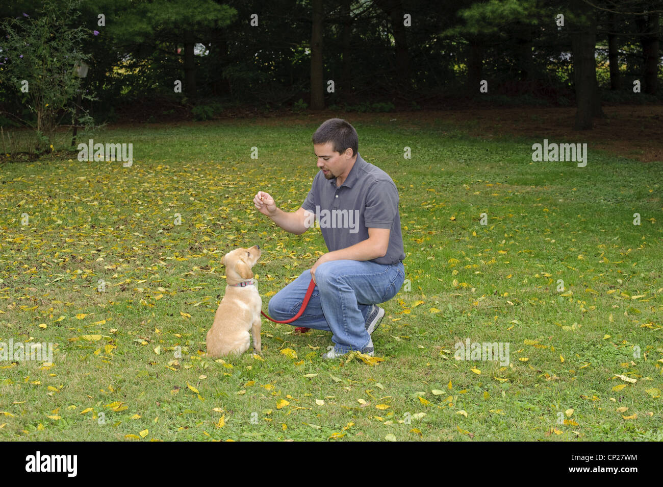 OBEDIENCE TRAINING OF YELLOW LAB PUPPY 3 1/2 MONTHS OLD Stock Photo - Alamy
