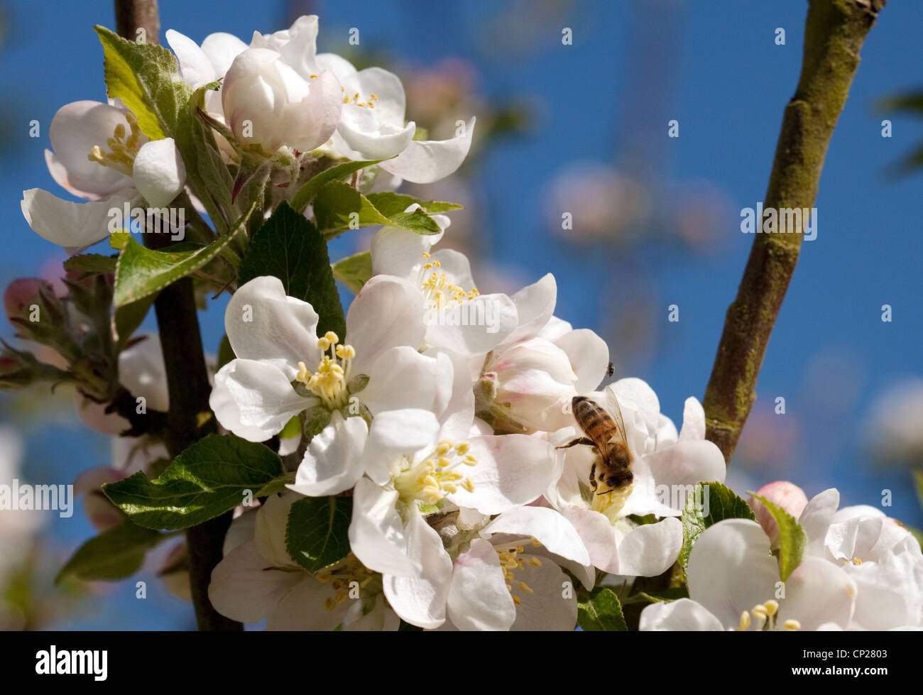 Apple Blossom Bee Stock Photos & Apple Blossom Bee Stock Images - Alamy
