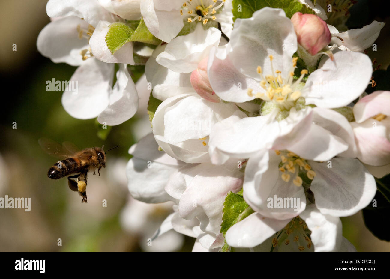 Honey Bee (Apis Mellifera) flying on apple blossom, UK Stock Photo - Alamy