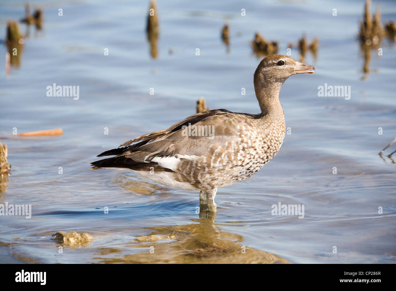 Female australian wood duck chenonetta hi-res stock photography and ...