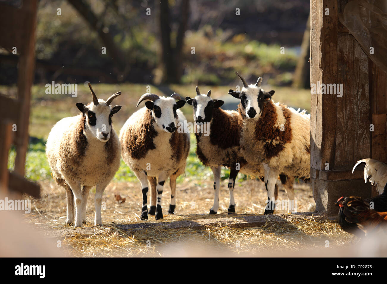 Four horn sheep hi-res stock photography and images - Alamy