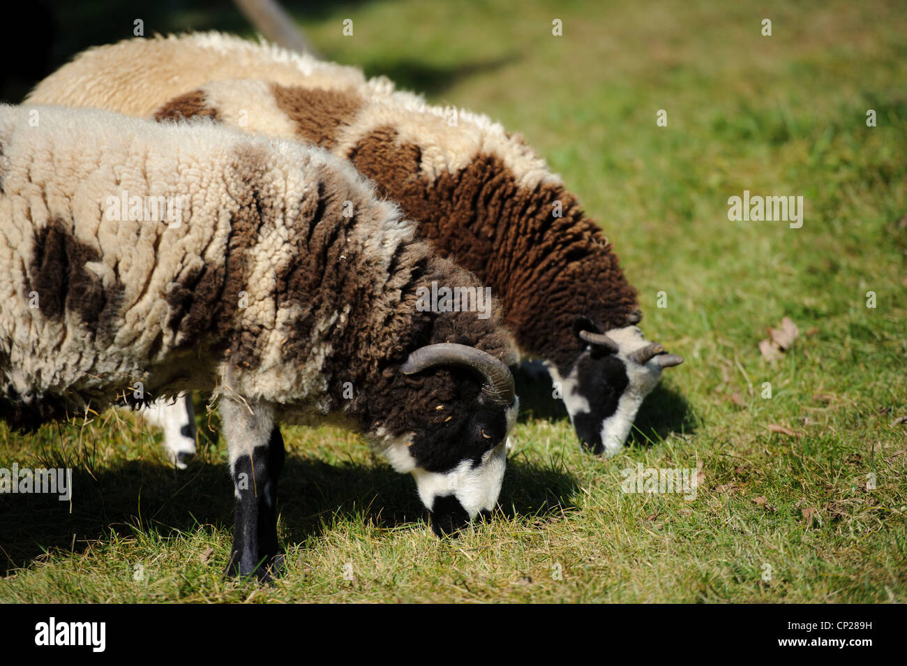 JACOBS SHEEP FEEDING IN PASTURE Stock Photo - Alamy