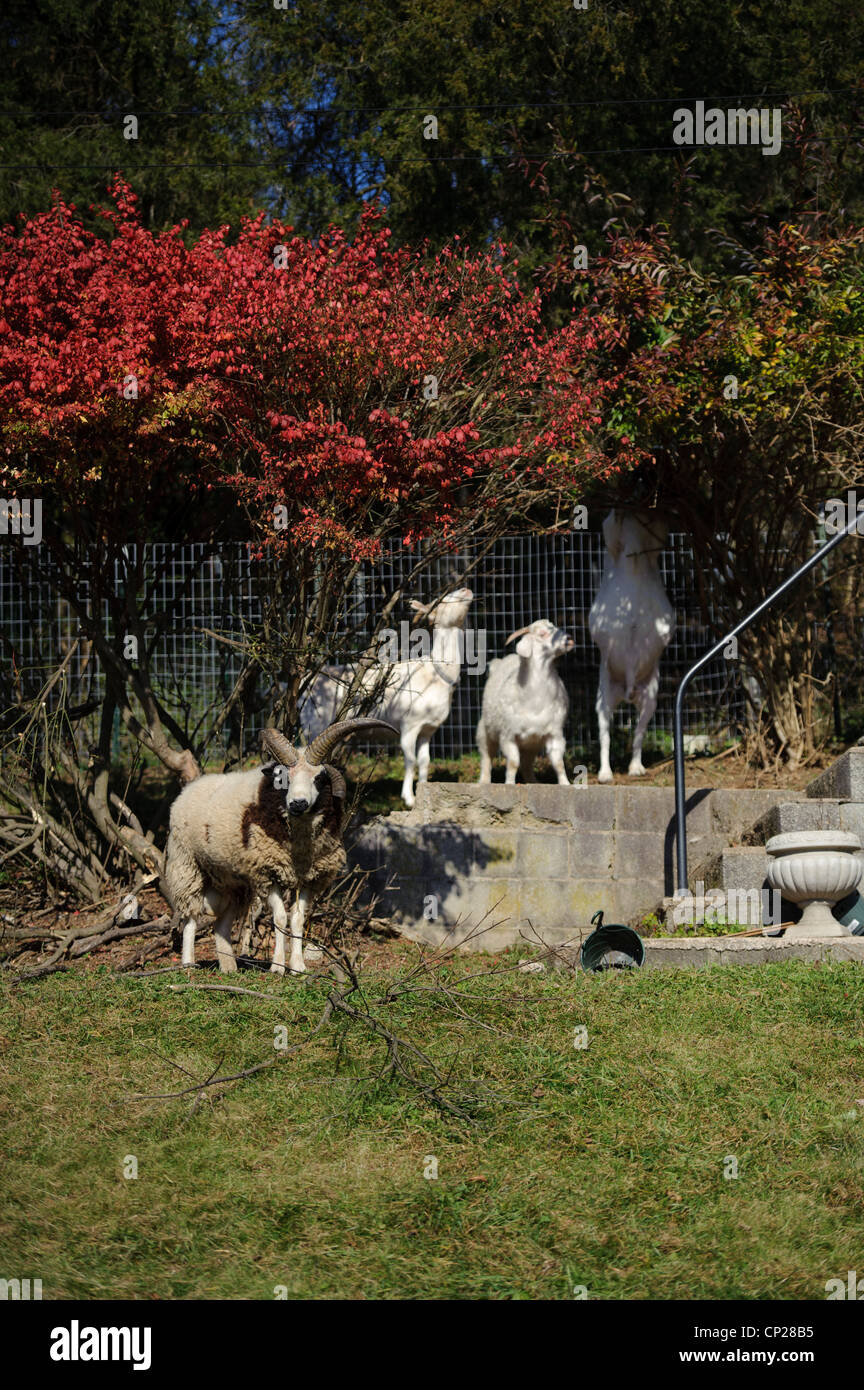 JACOBS SHEEP IN PASTURE WITH GOATS IN BACKGROUND Stock Photo - Alamy