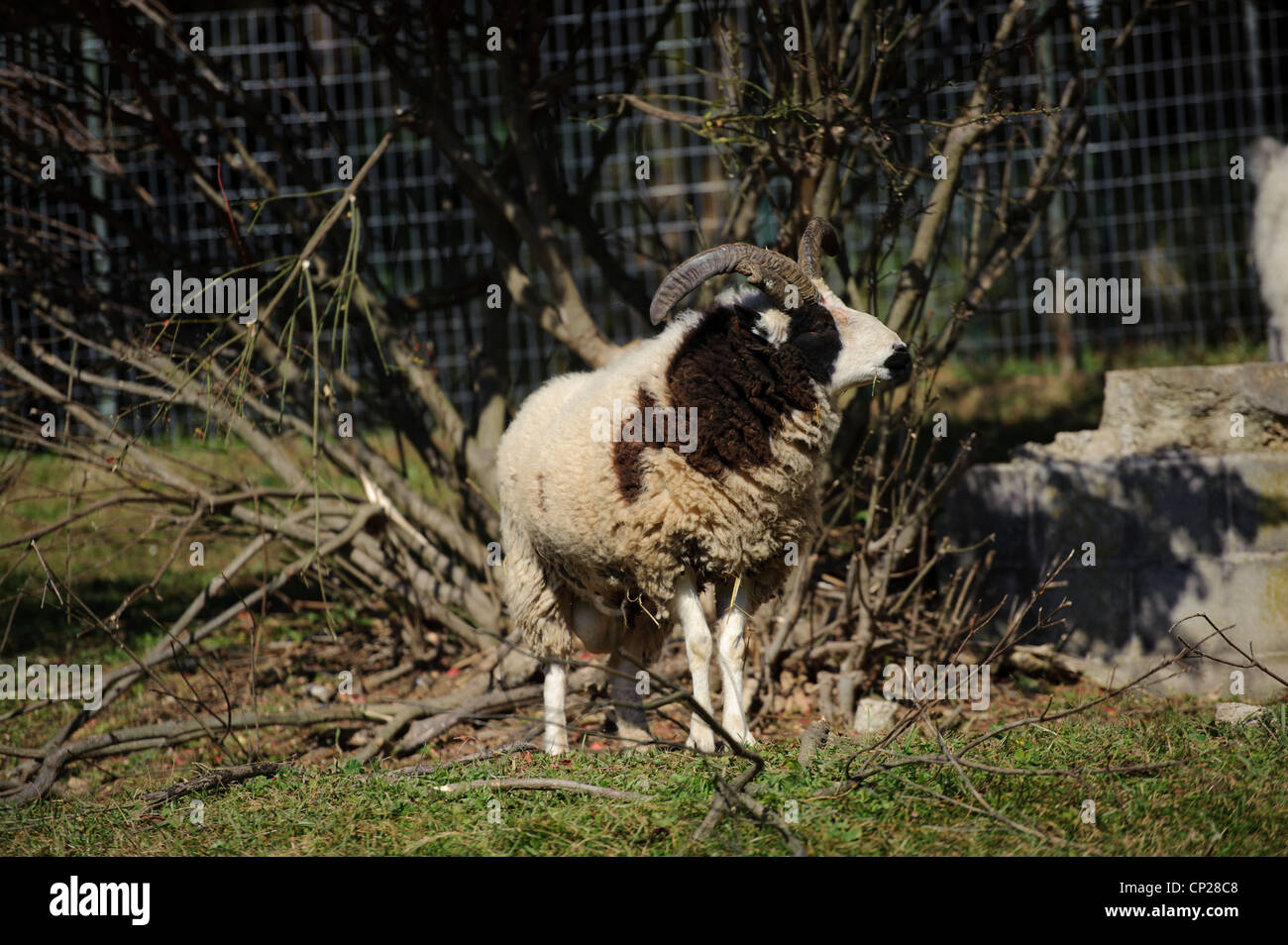 JACOBS SHEEP IN PASTURE Stock Photo - Alamy
