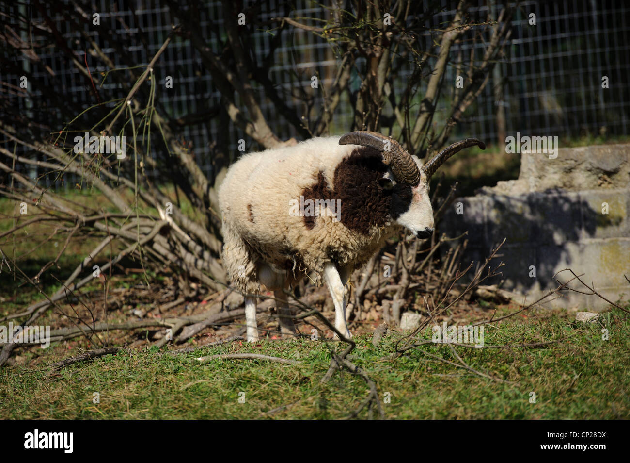 Jacobs Sheep High Resolution Stock Photography and Images - Alamy