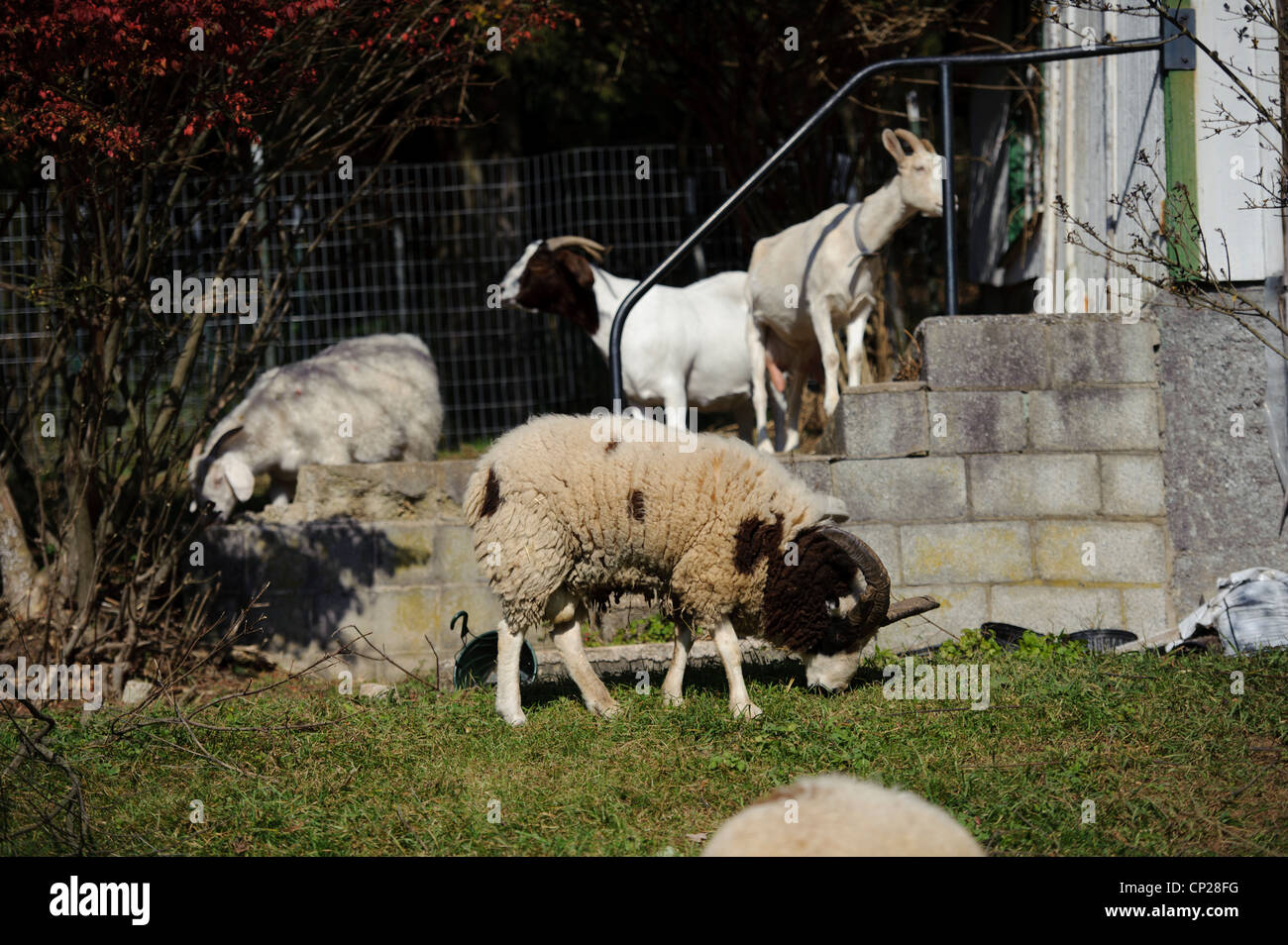 JACOBS SHEEP IN PASTURE WITH GOATS IN BACKGROUND Stock Photo - Alamy