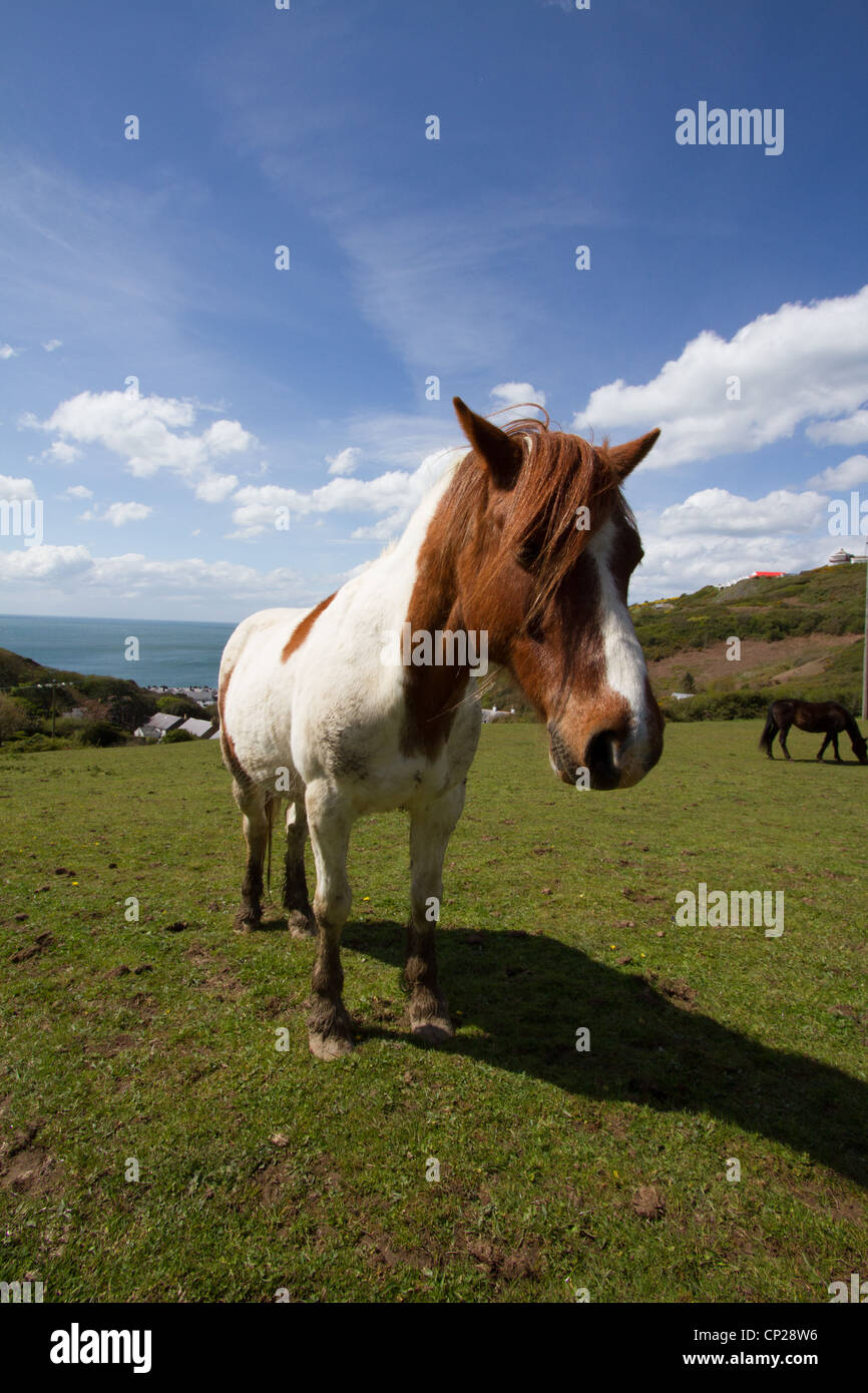 Skewbald pony hi-res stock photography and images - Alamy