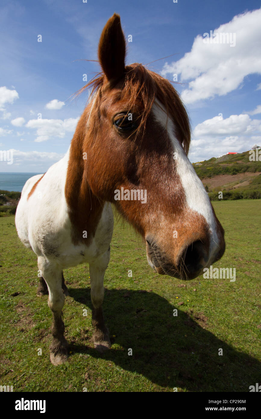 A skewbald (brown and white) horse in a field with a blue sky and ...