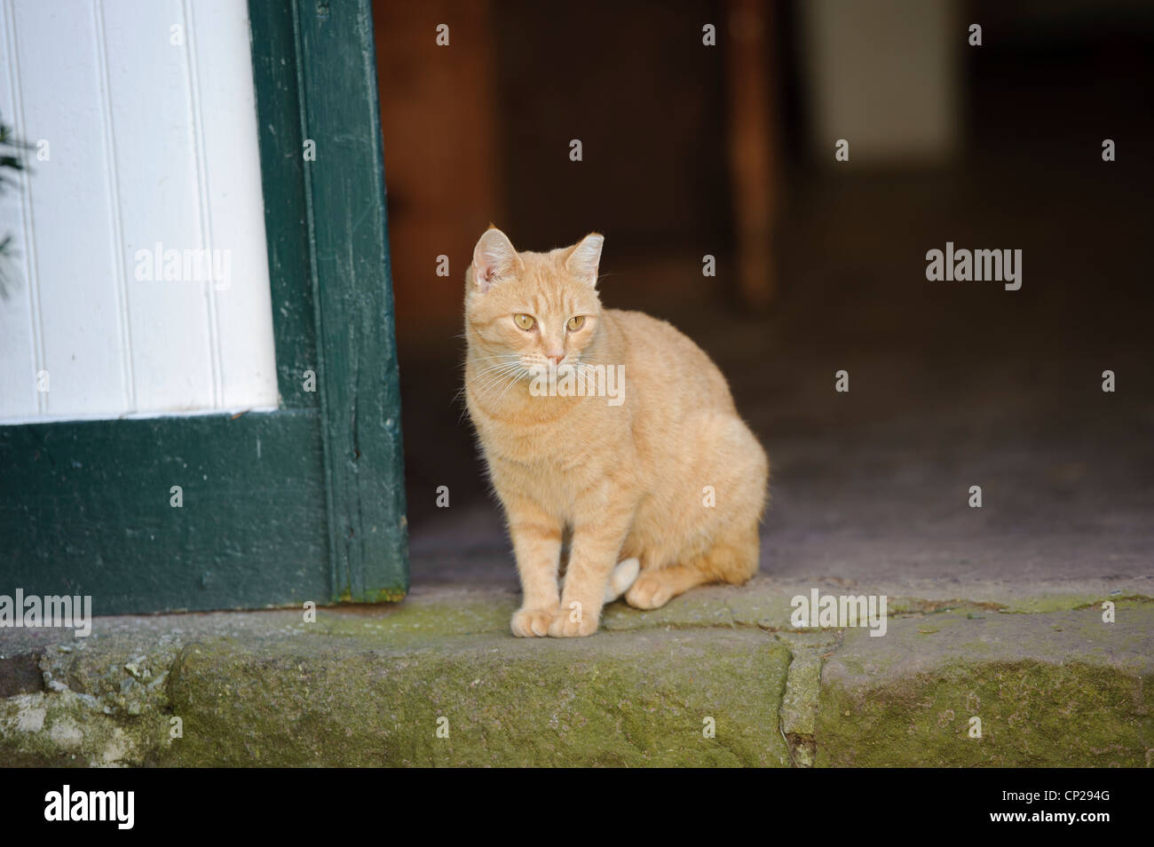Farm yard cat hi-res stock photography and images - Alamy