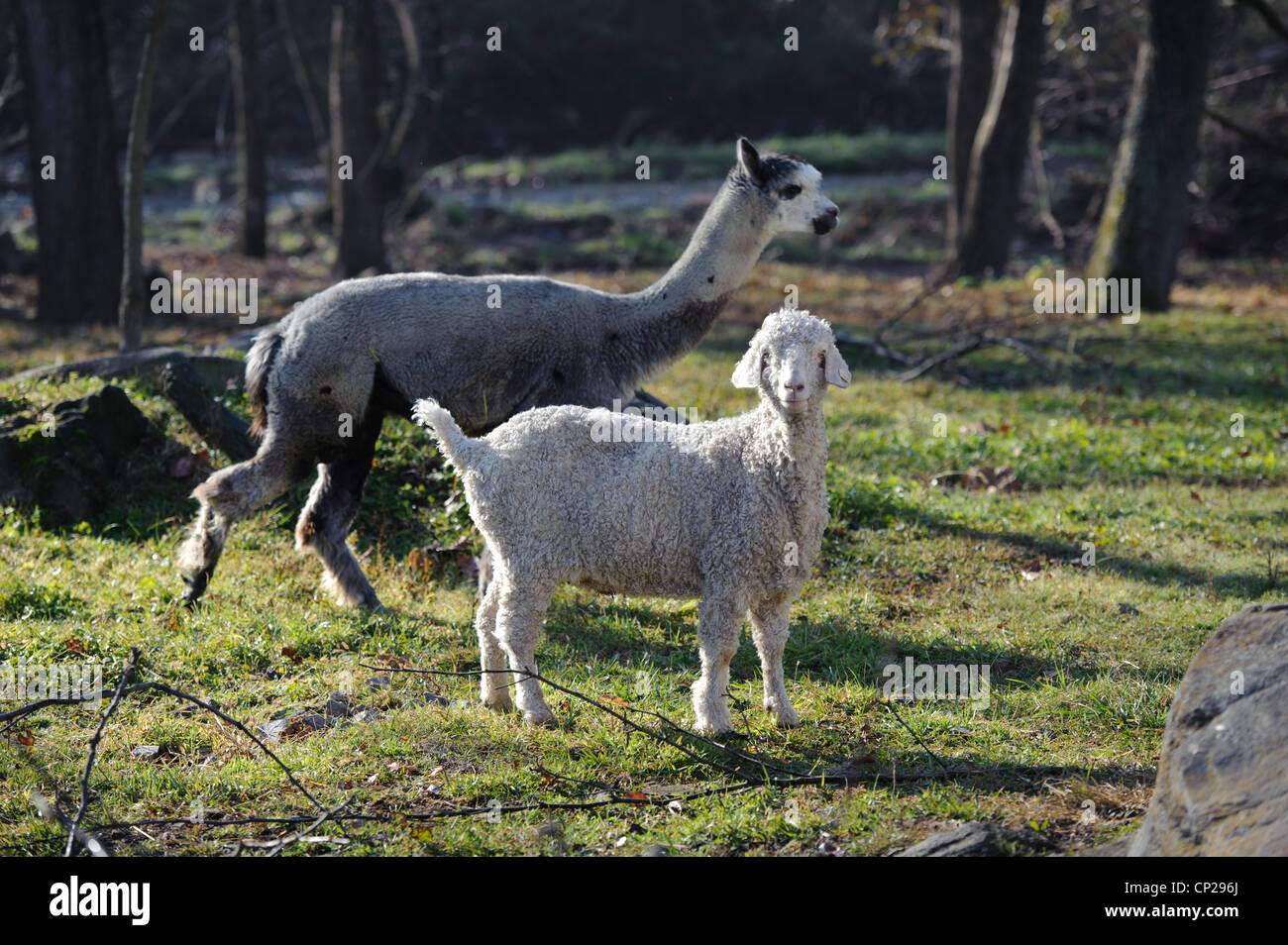 Angora goat hi-res stock photography and images - Alamy