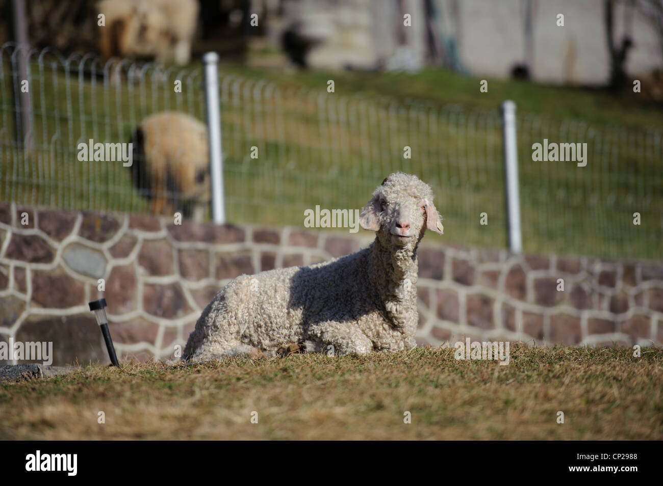 Angora sheep hi-res stock photography and images - Alamy