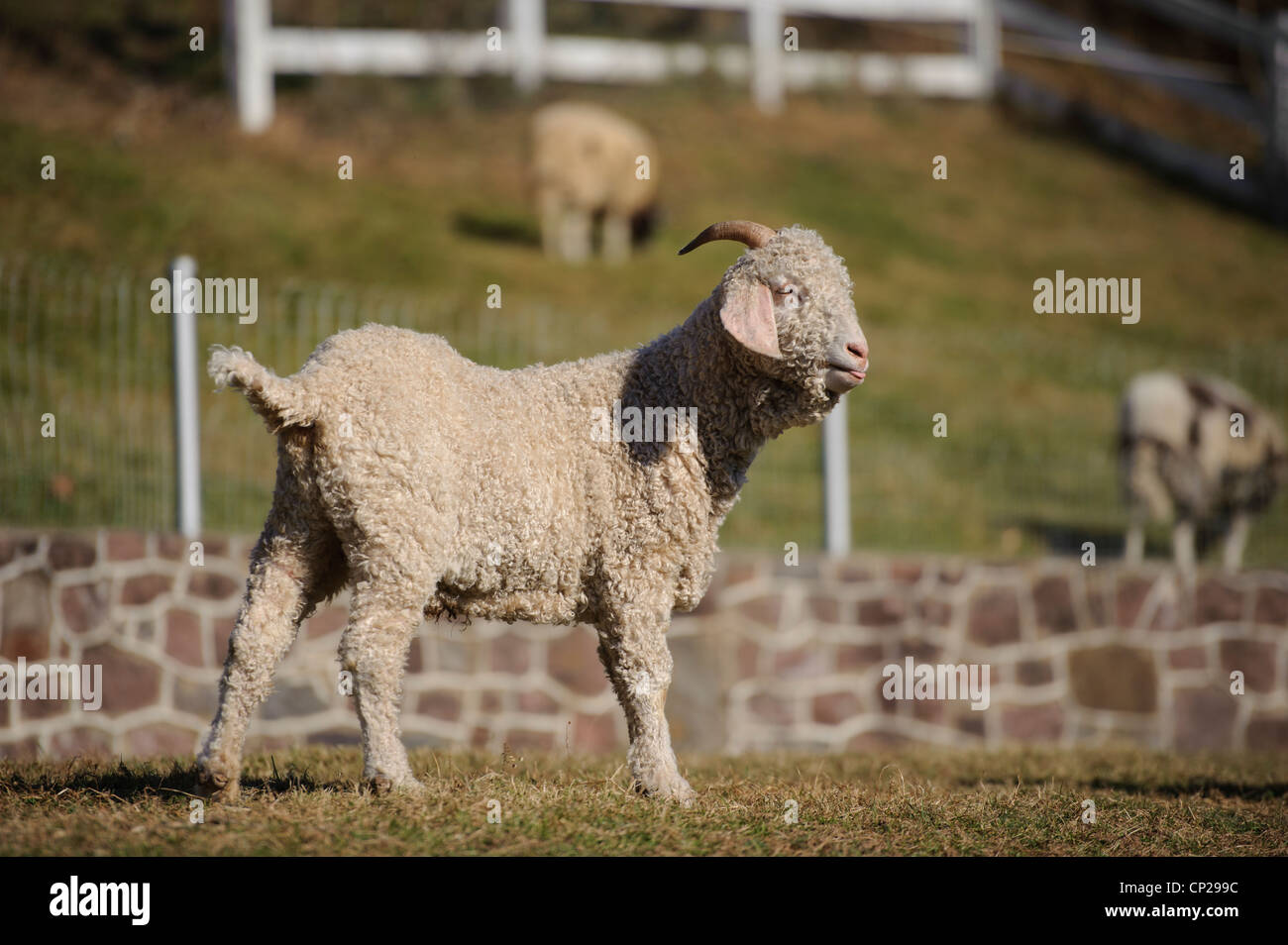 Angora sheep hi-res stock photography and images - Alamy
