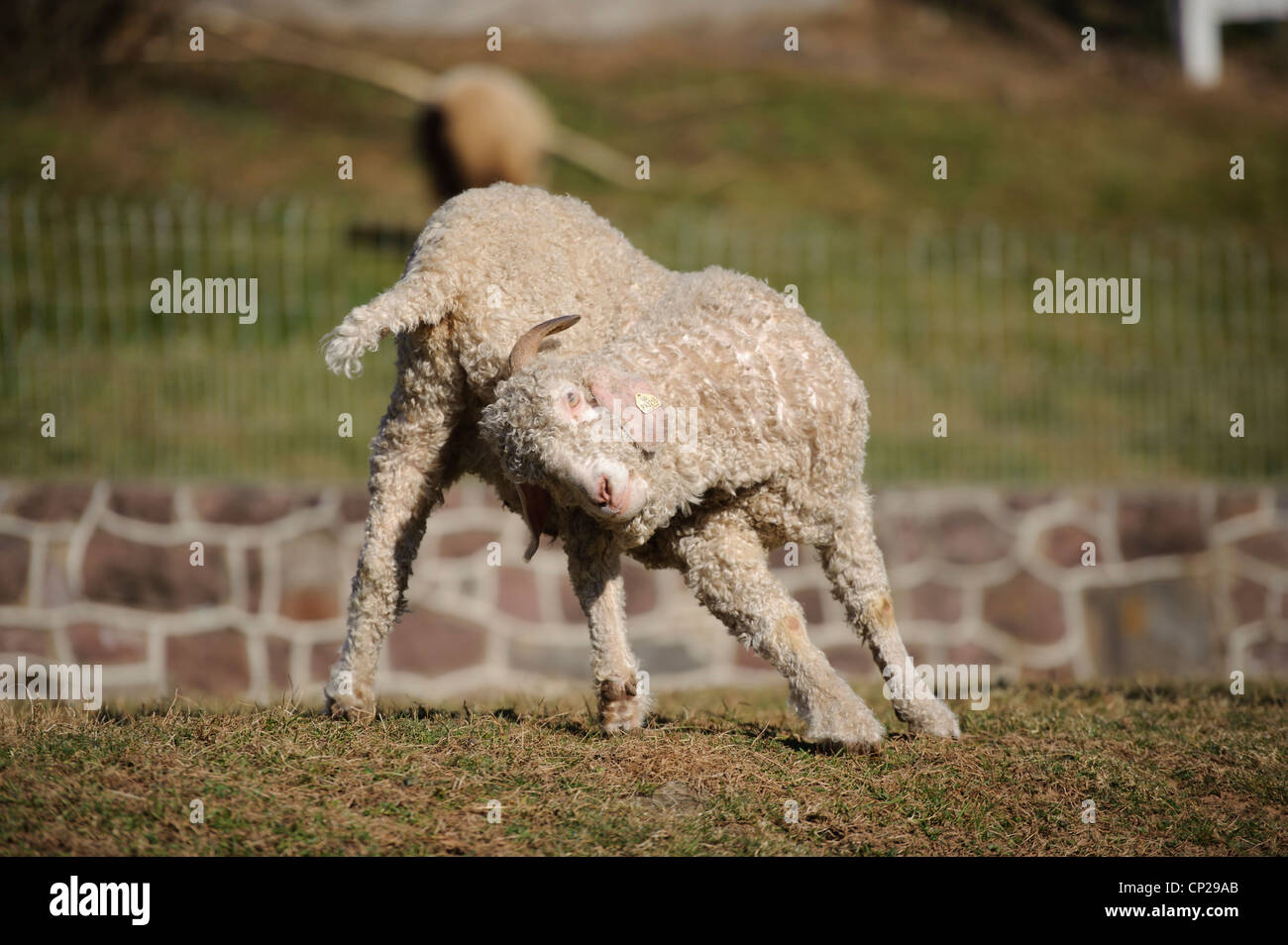 Angora goat hi-res stock photography and images - Alamy