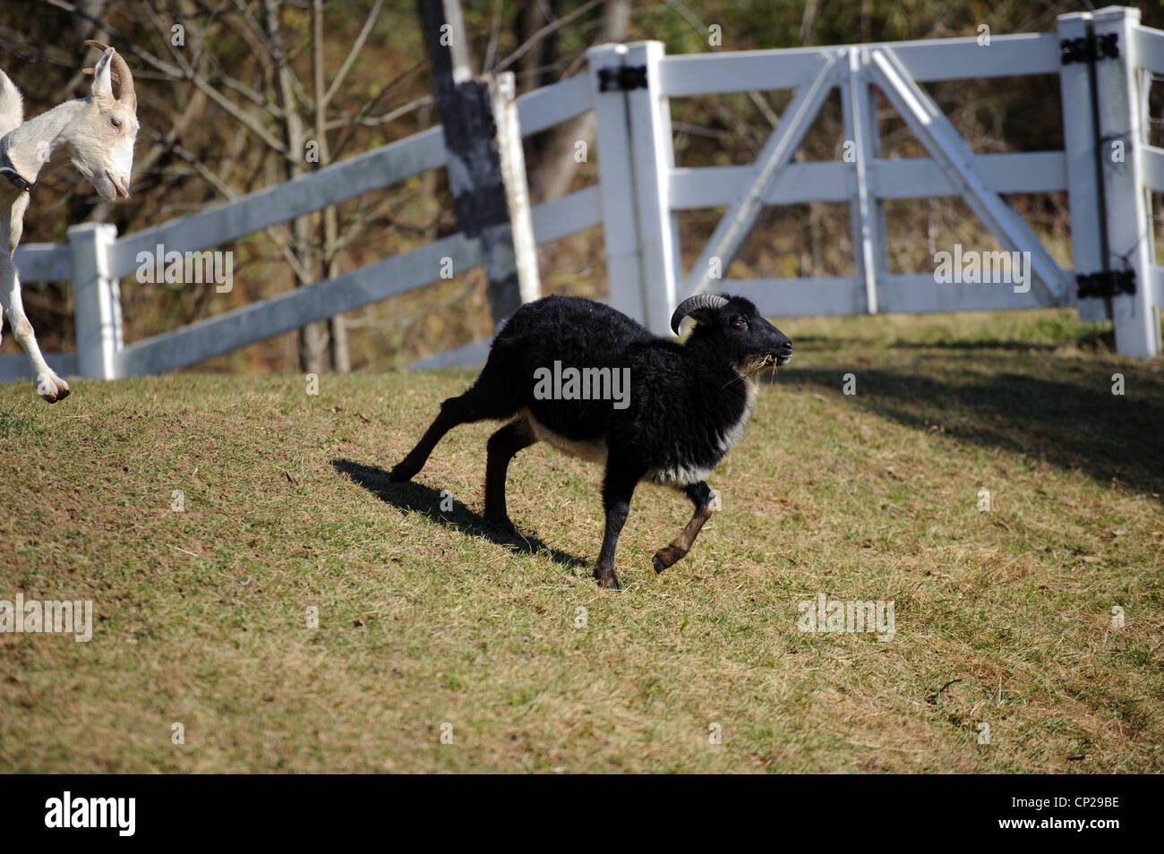 Goat running hi-res stock photography and images - Alamy