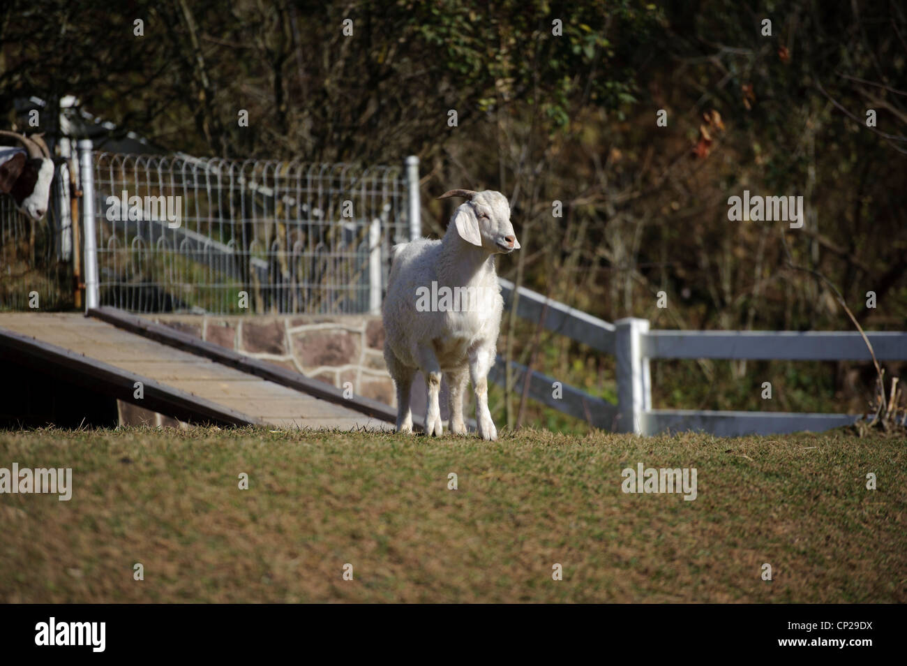 Goat running hi-res stock photography and images - Alamy