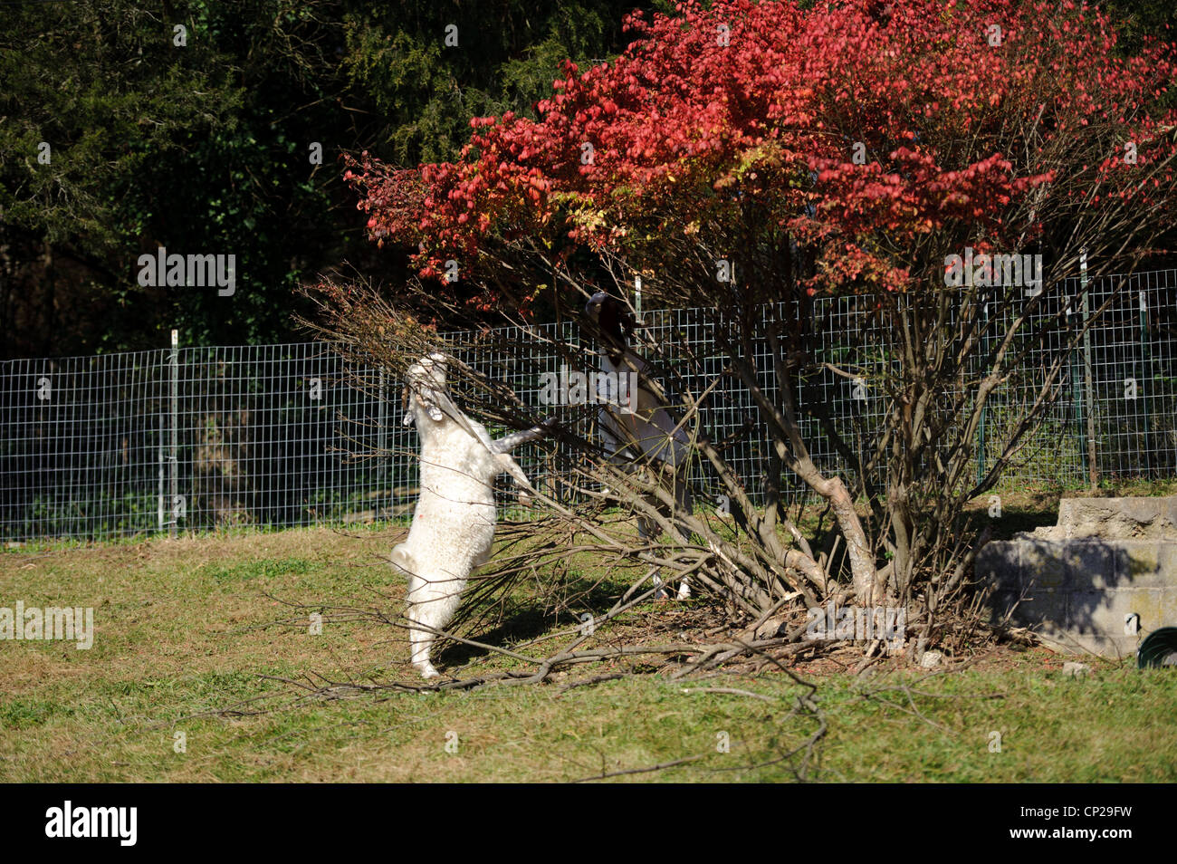 Bush goat hi-res stock photography and images - Alamy