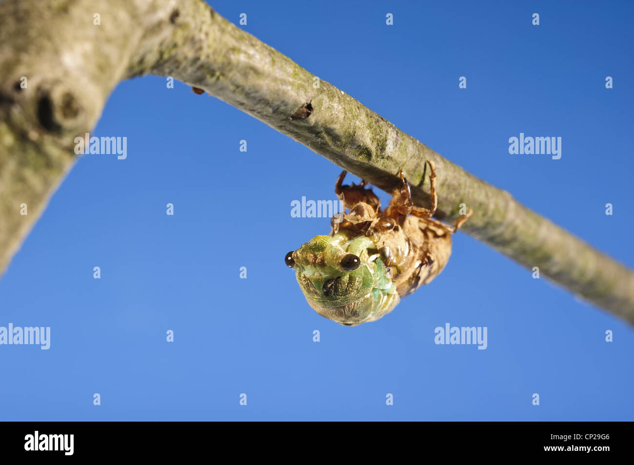 ANNUAL CICADA FRESHLY MOLTING FROM NYMPH SHELL ON TREE BRANCH Stock ...