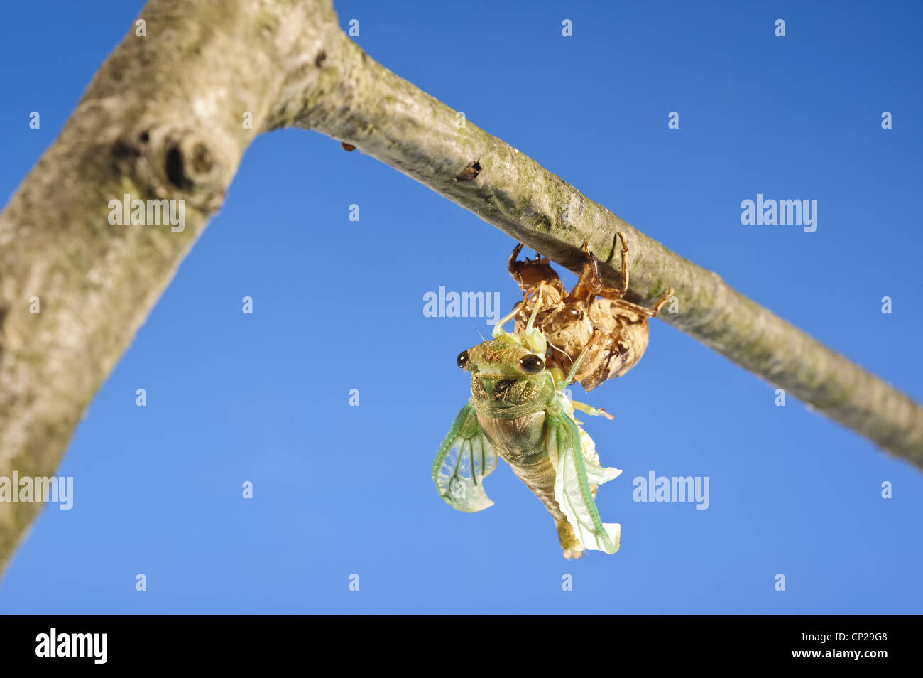 ANNUAL CICADA FRESHLY MOLTING FROM NYMPH SHELL ON TREE BRANCH Stock ...