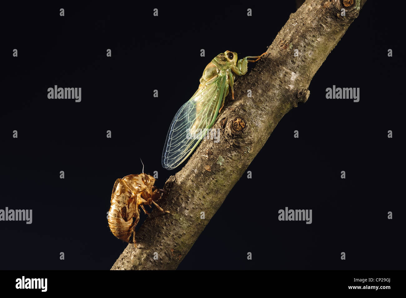 ANNUAL CICADA FRESHLY MOLTED AND EMERGED TO REST ON TREE BRANCH Stock ...