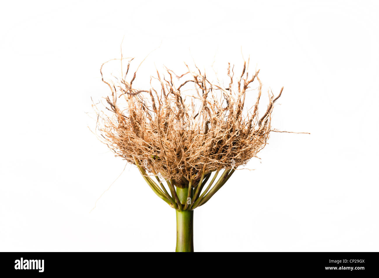 HEALTHY CORN ROOT BALL Stock Photo - Alamy