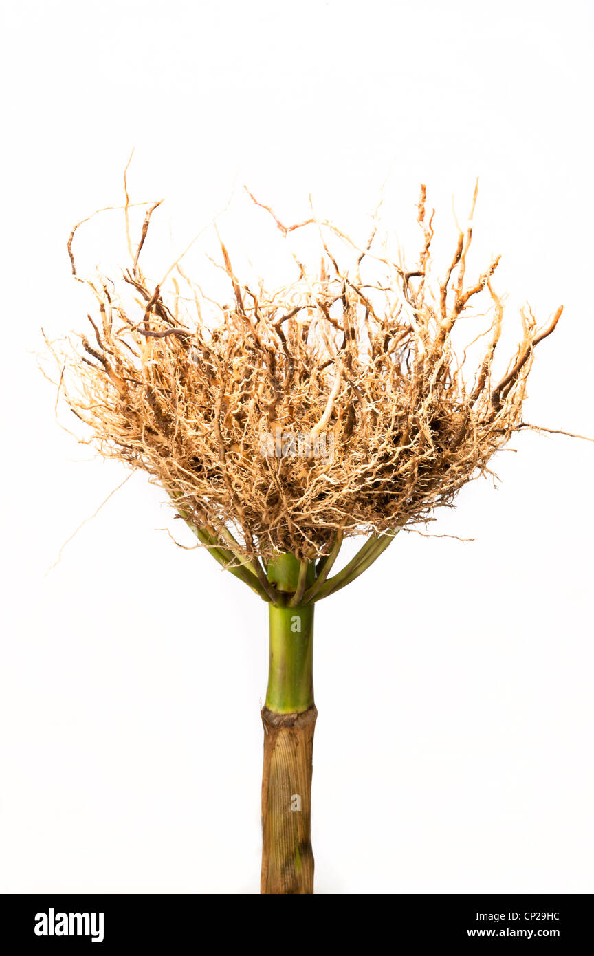 Corn plant roots hi-res stock photography and images - Alamy