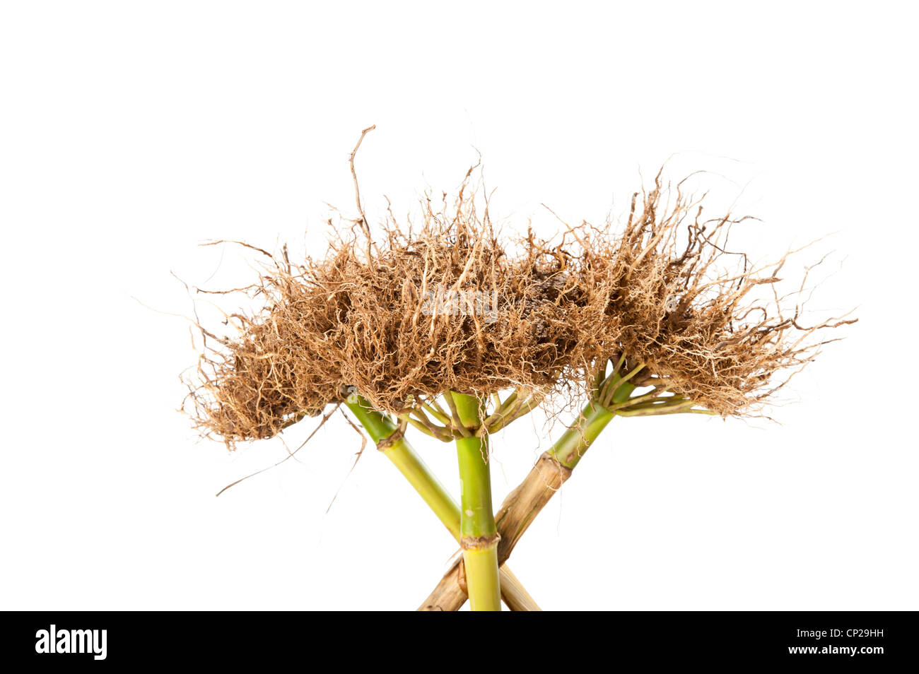 HEALTHY CORN ROOT BALL Stock Photo - Alamy
