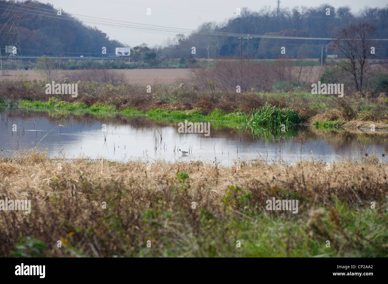MAN-MADE WETLAND WITH WADING BIRD, PENNSYLVANIA Stock Photo - Alamy