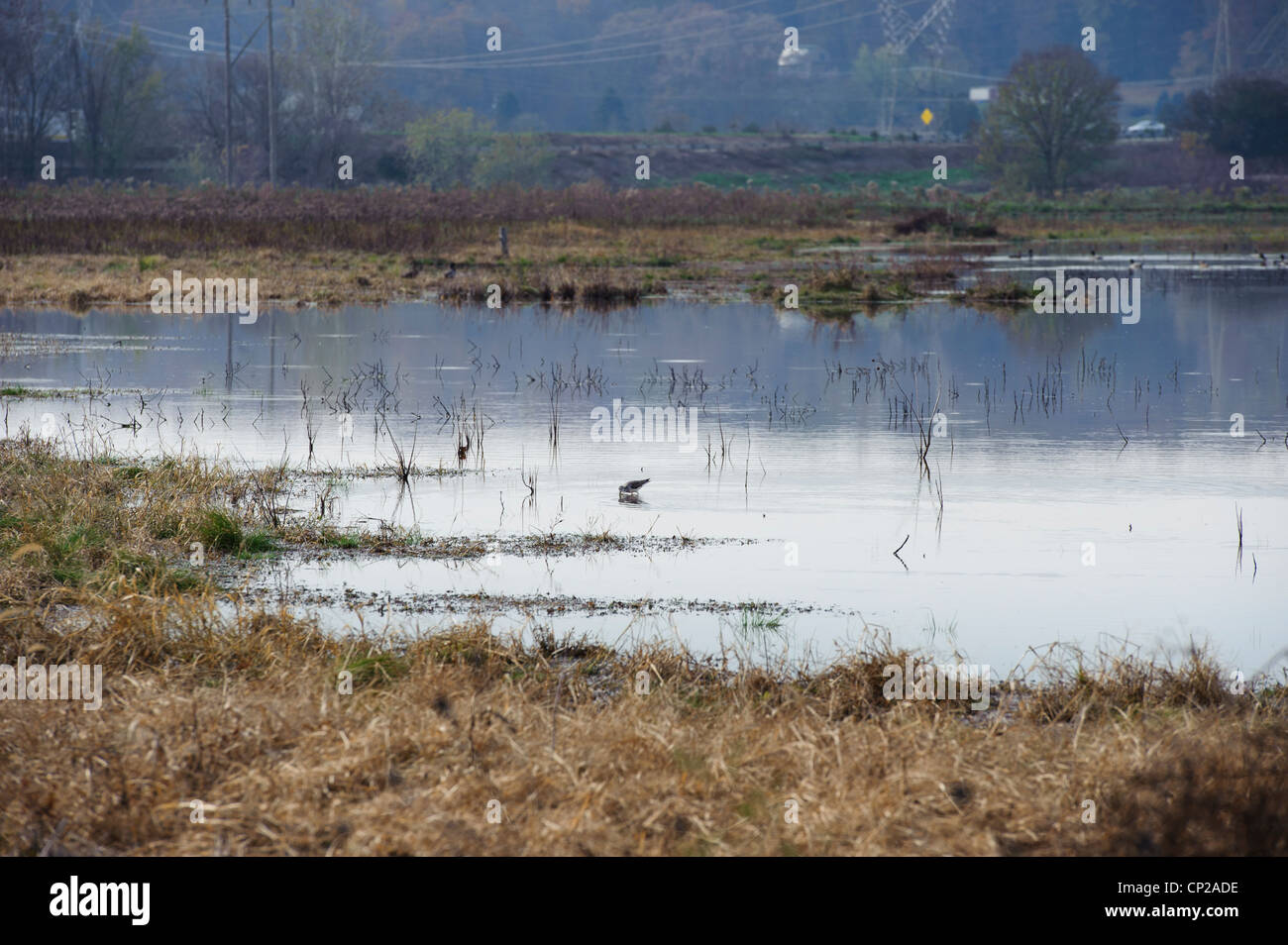 MAN-MADE WETLAND WITH WADING BIRD, PENNSYLVANIA Stock Photo - Alamy