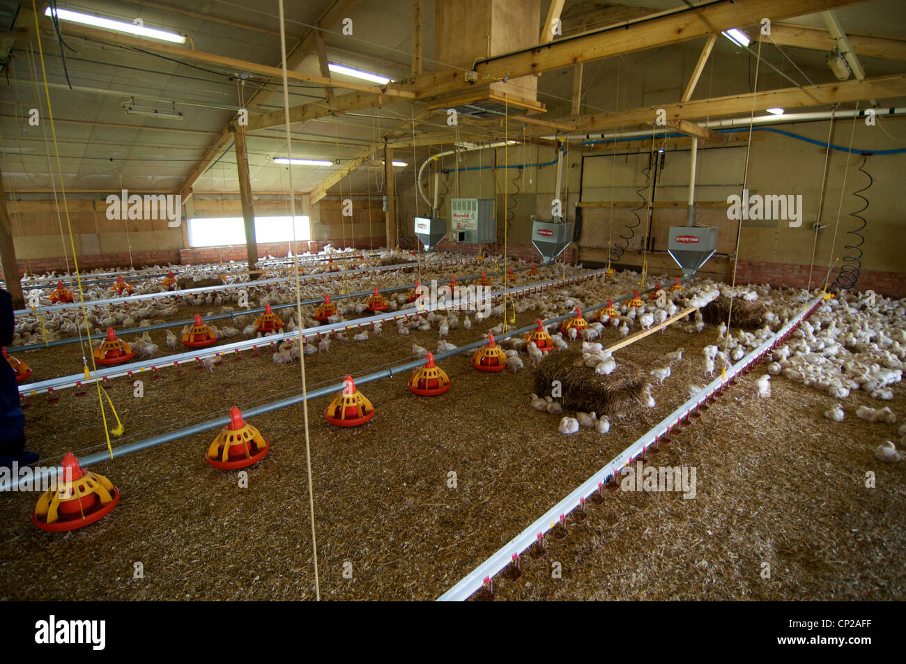 Inside a chicken shed Stock Photo - Alamy