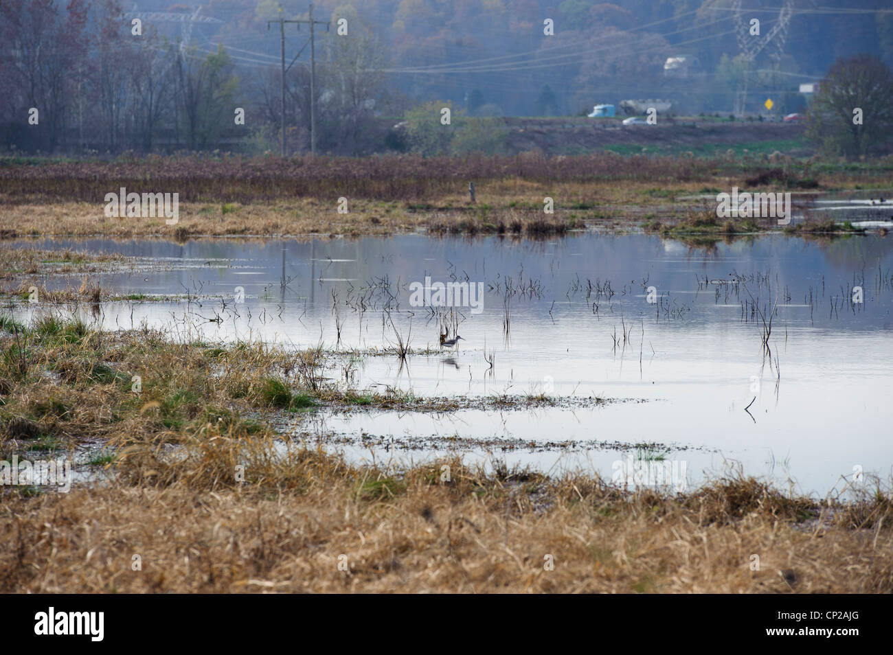 MAN-MADE WETLAND WITH WADING BIRD, PENNSYLVANIA Stock Photo - Alamy