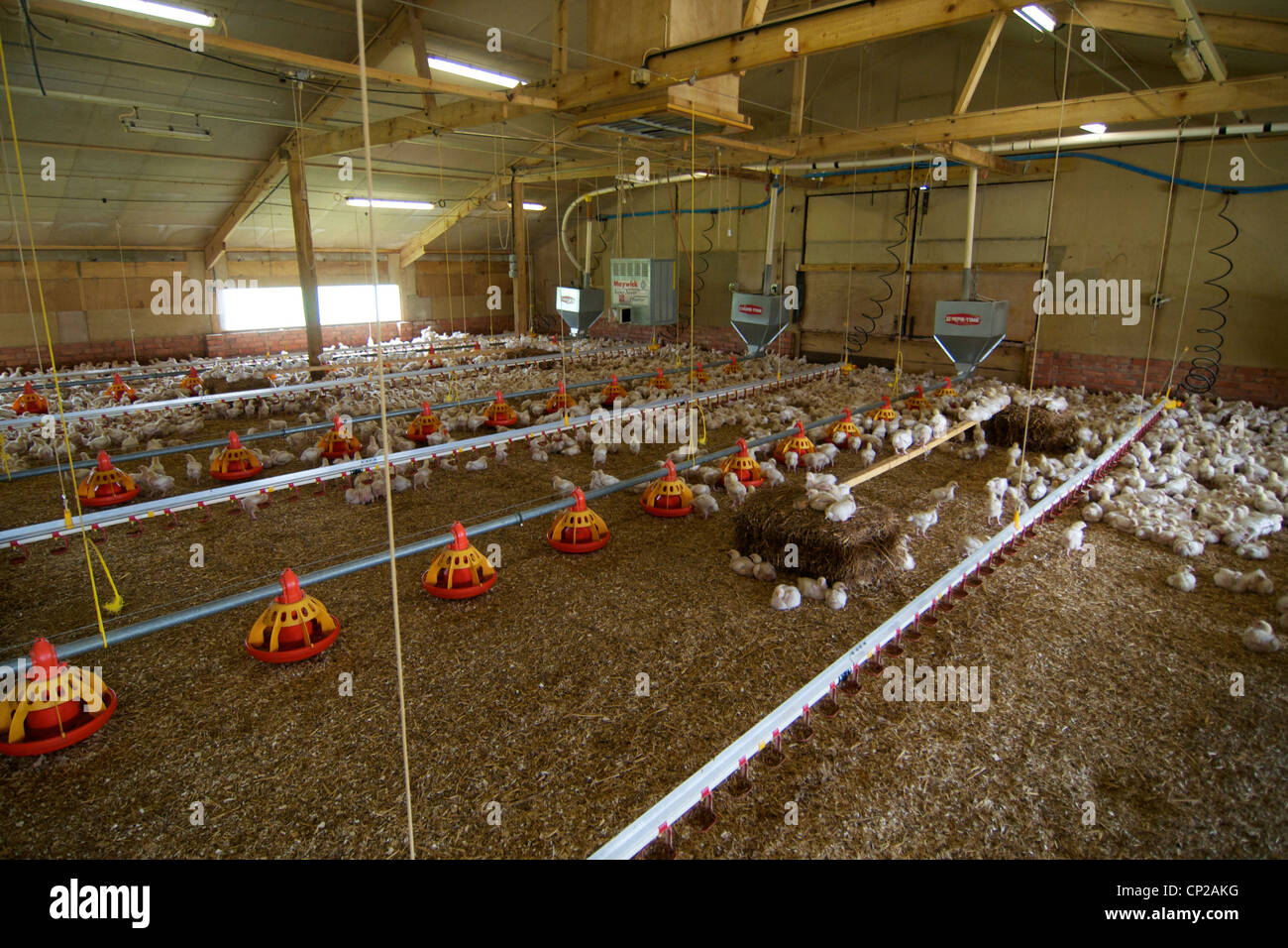 Inside a chicken shed Stock Photo - Alamy