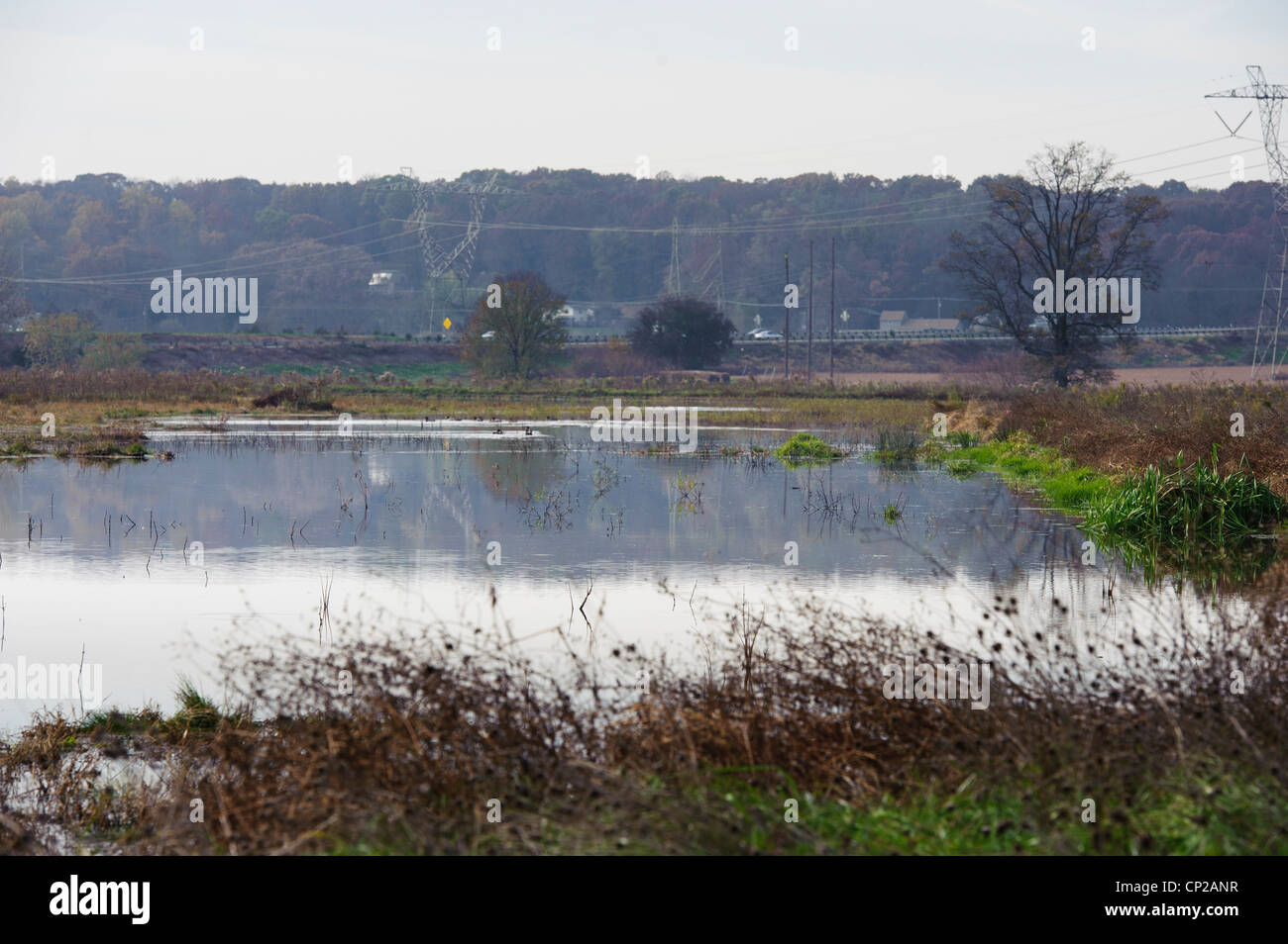 MAN-MADE WETLAND WITH WADING BIRD, PENNSYLVANIA Stock Photo - Alamy