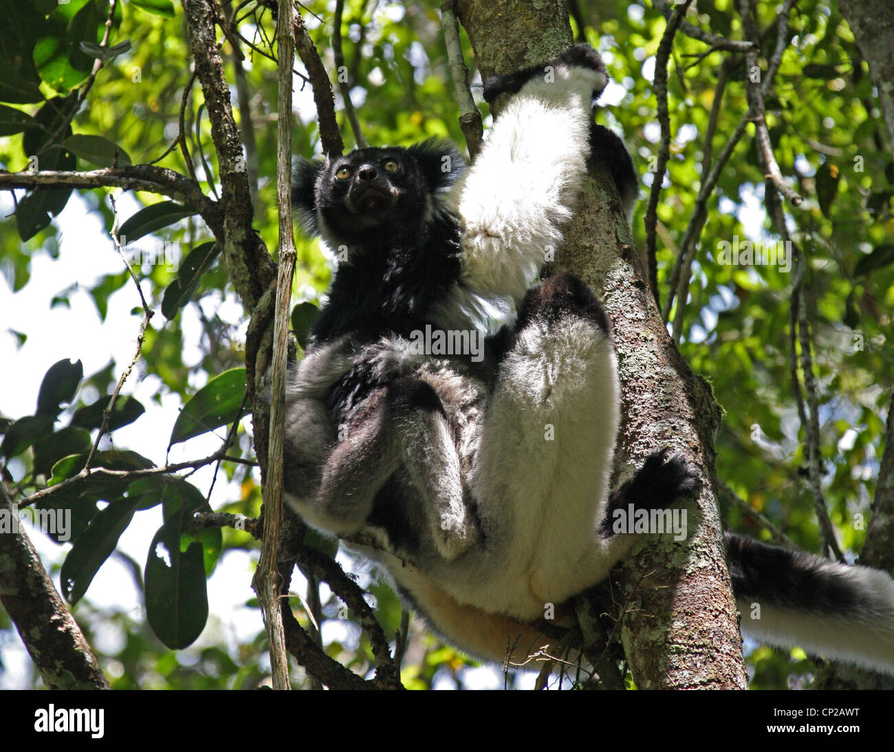 Indri, Indri indri, Indriidae, Lemuriformes, Primates. Andasibe Nature ...