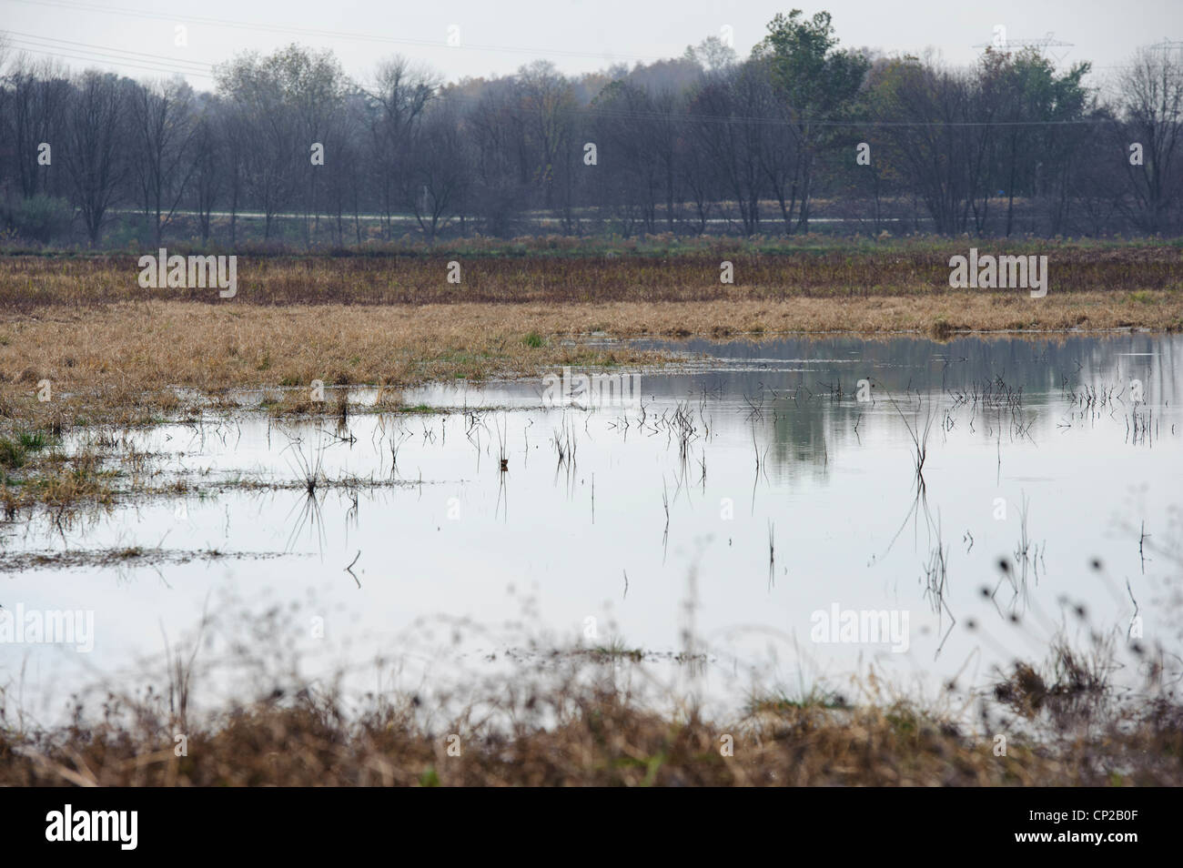 MAN-MADE WETLAND WITH WADING BIRD, PENNSYLVANIA Stock Photo - Alamy