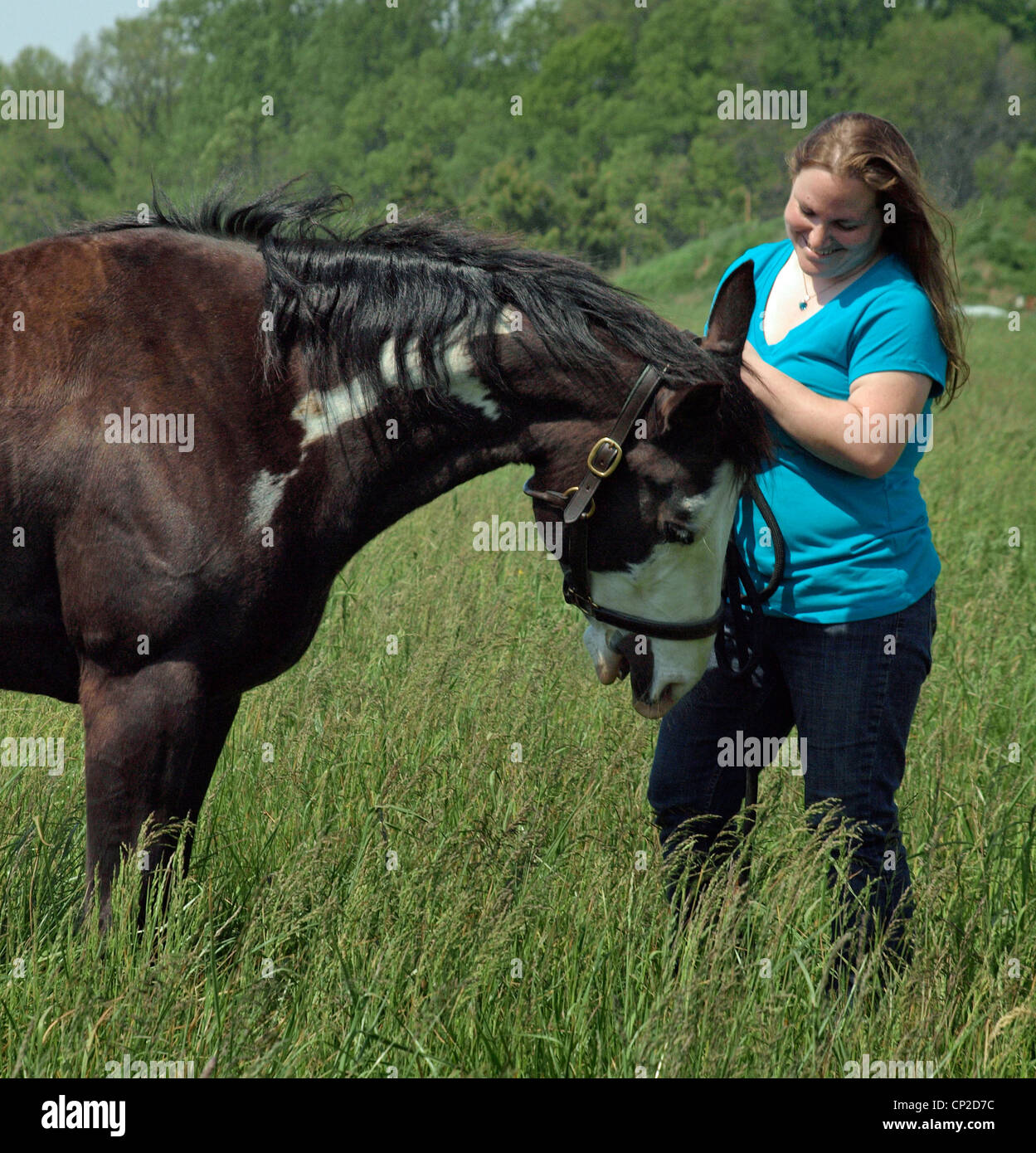 Paint pony hi-res stock photography and images - Alamy